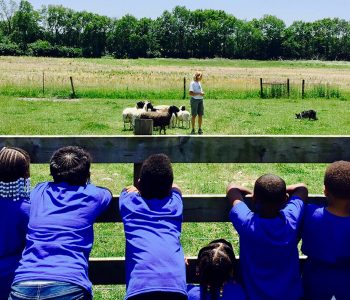 Plan A Field Trip - Learning Tree Farm