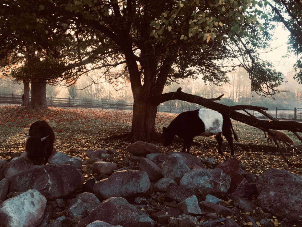 Regenerative Agriculture at Learning Tree Farm - Learning Tree Farm