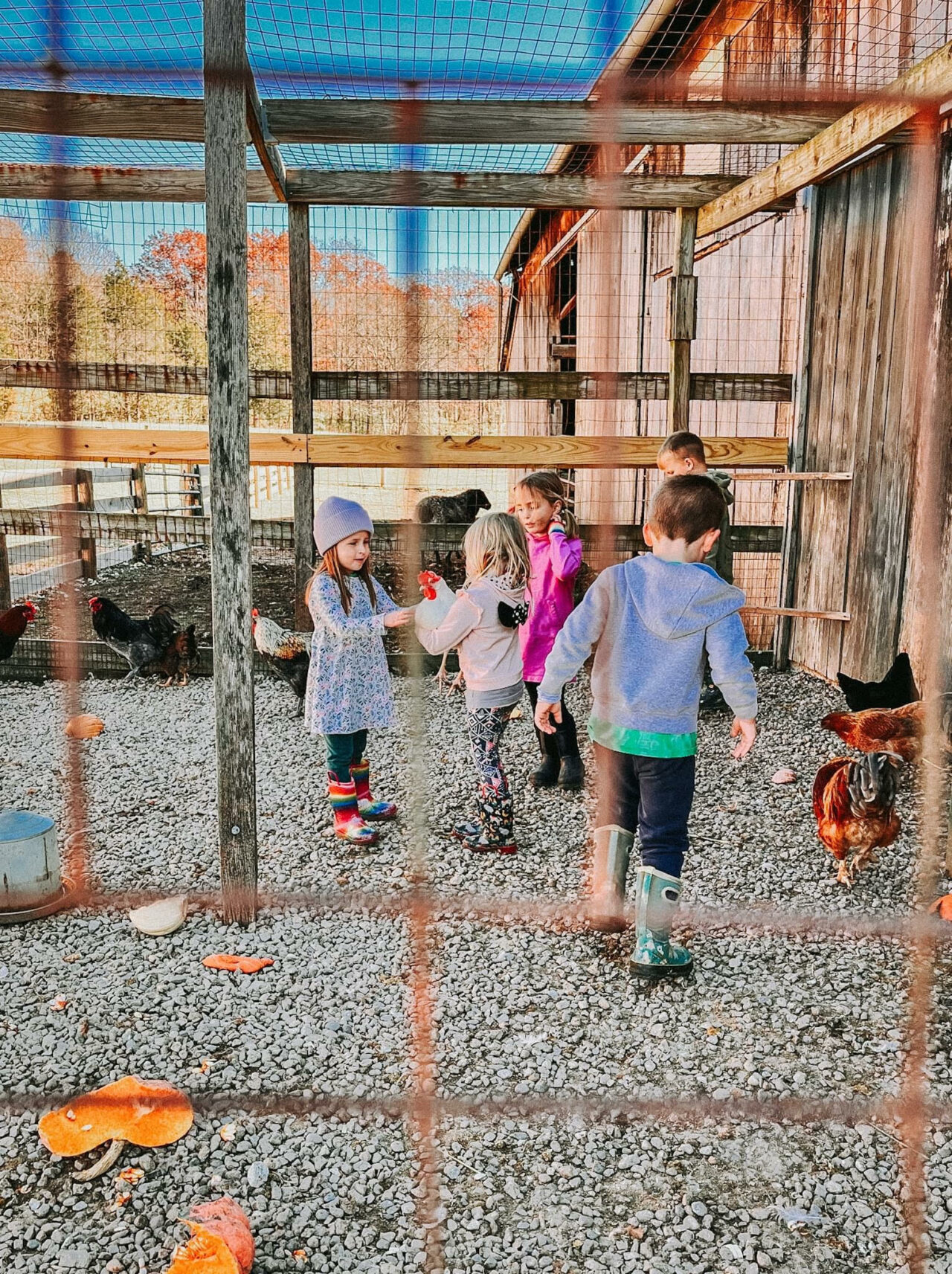 Nature Preschool - Learning Tree Farm